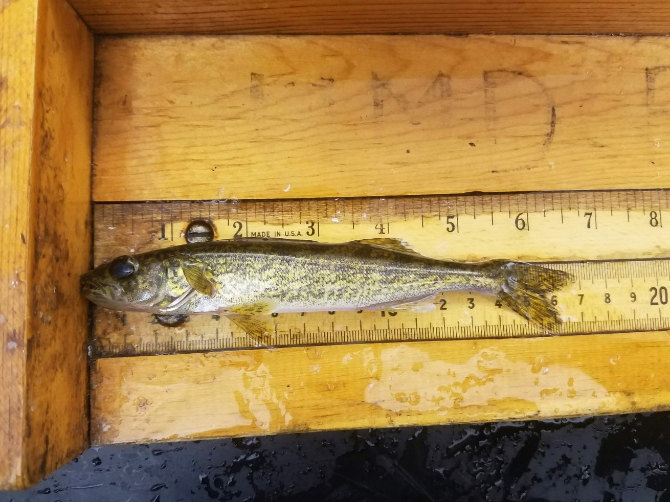 Environmental drivers of fish assemblages | Feiner Fisheries Ecology Lab